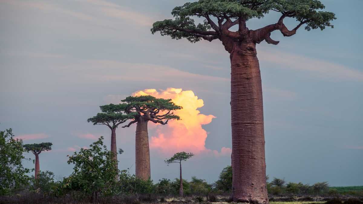 Descubra onde fica Madagascar e suas maravilhas